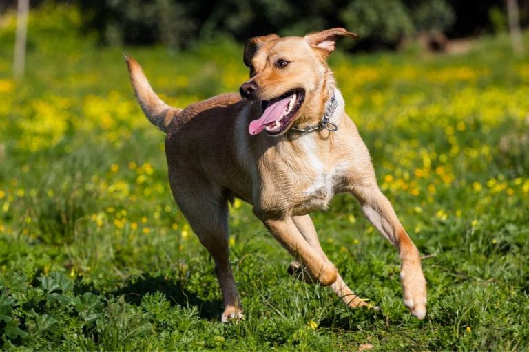 Running With A Labrador: What You Need To Know – That Running Thing